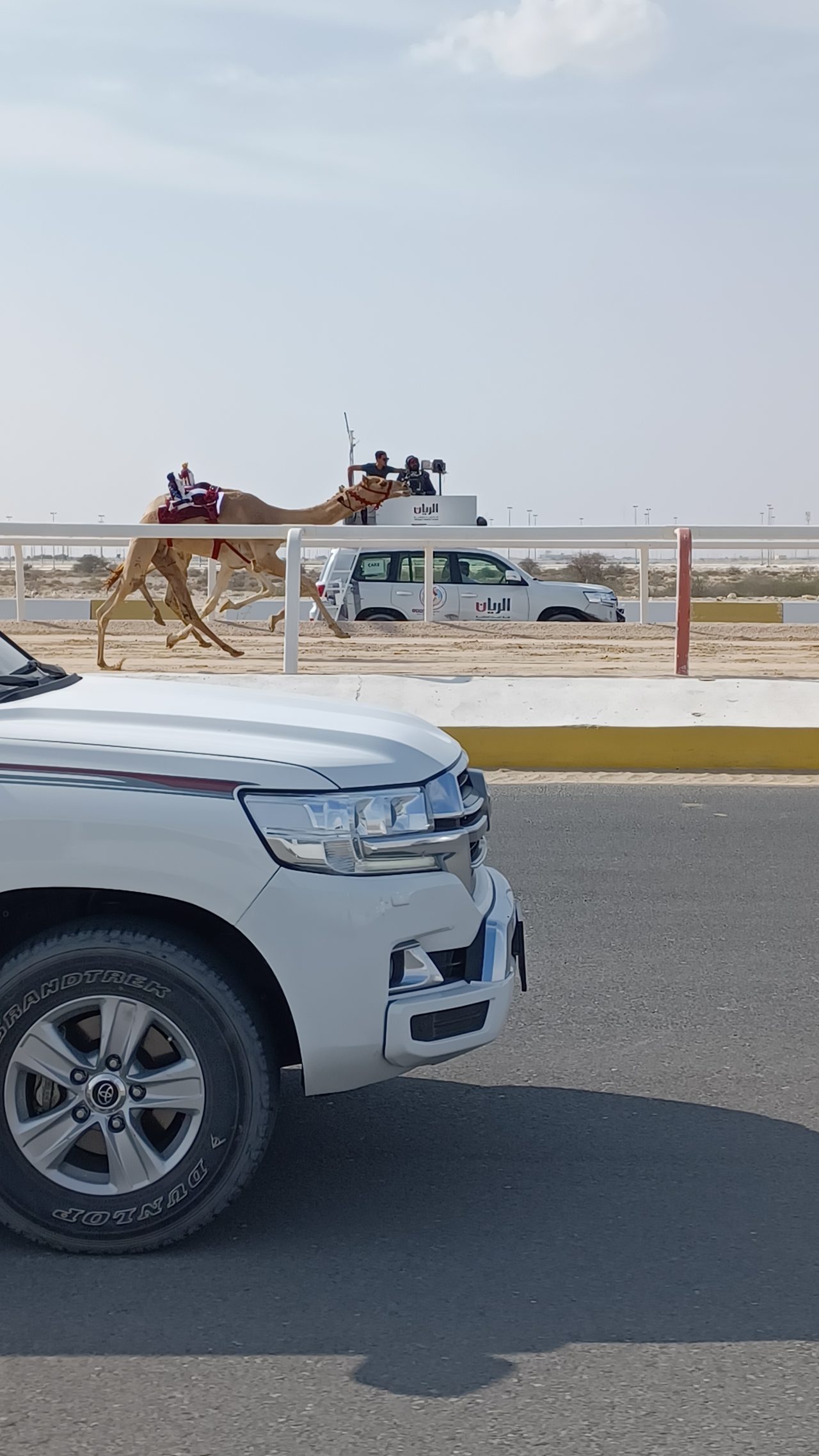 Camel (and car) racing in Qatar | #site_titleCamel racing