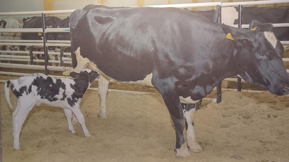 The flying cow story of Qatar - DebbieDerry