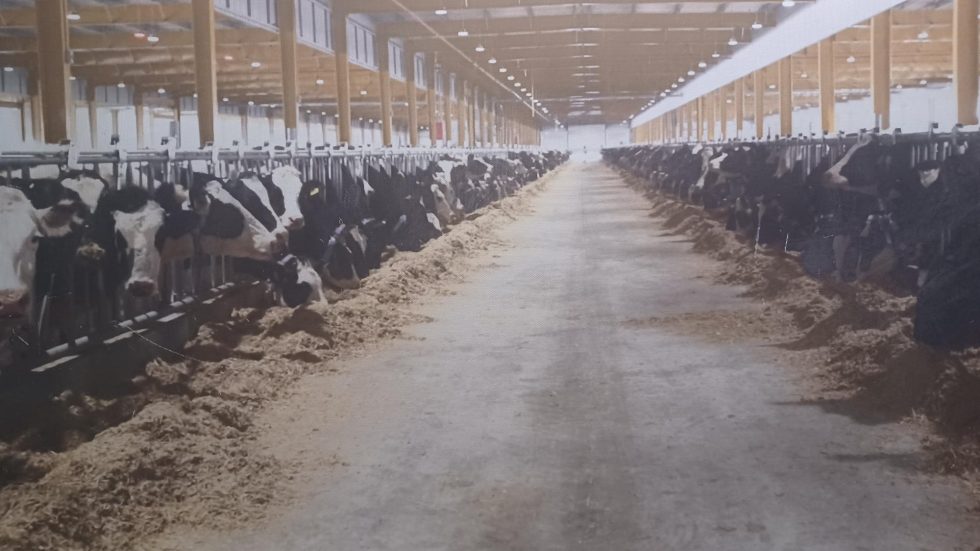 The flying cow story of Qatar - DebbieDerry